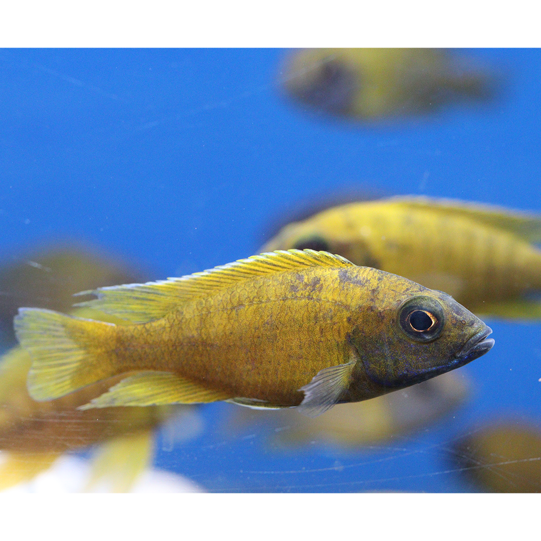 Yellow Peacock cichlid