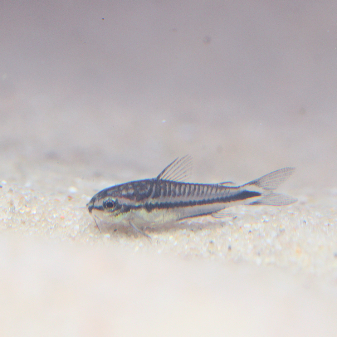 Pygmy Corydoras 1.5cm - 2cm