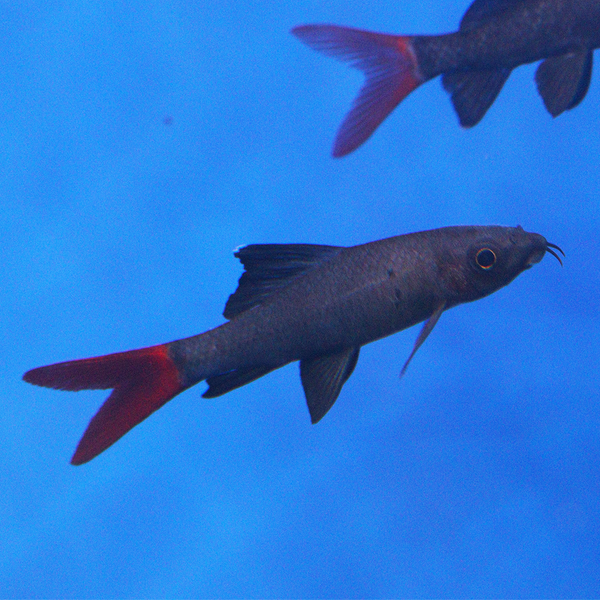 Red Tailed Shark Red Tail Black Shark – Houston Aqua