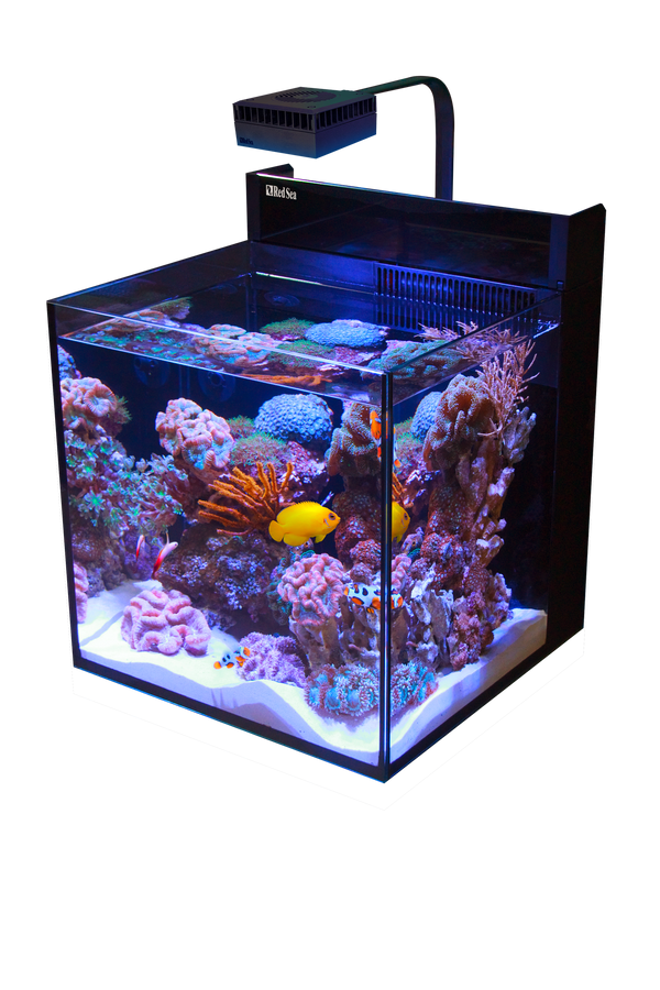Reef Exotics- Buy Now Pay Later